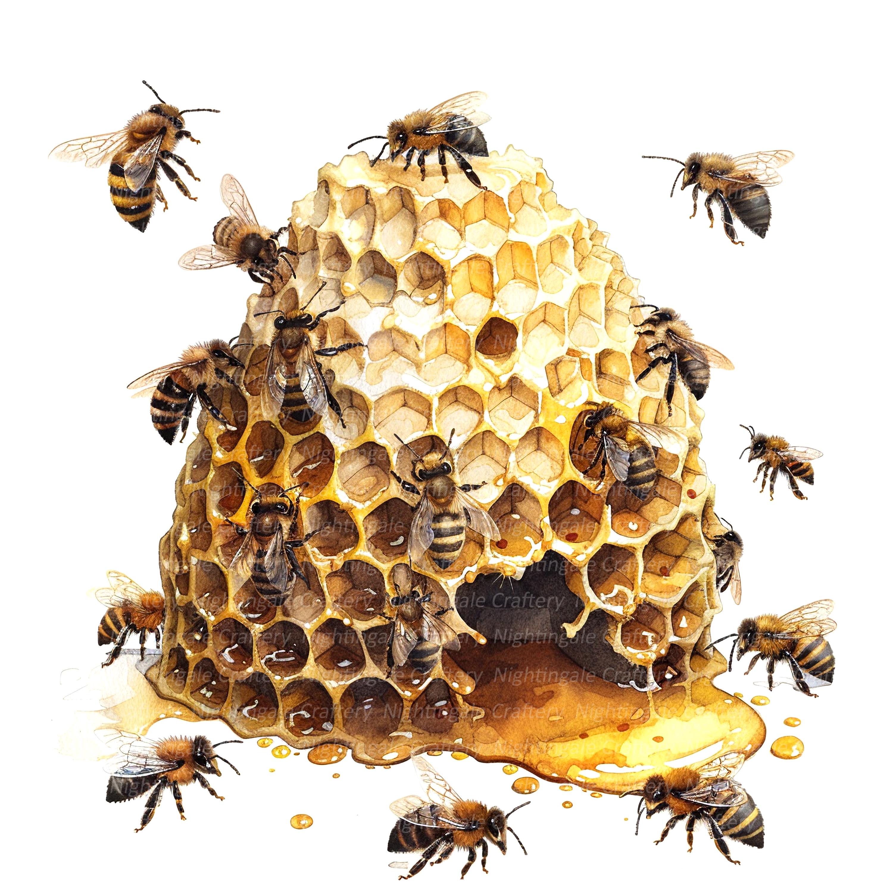 10 Bees Clipart, Honey Clipart, Beehive, Printable Watercolor Clipart ...