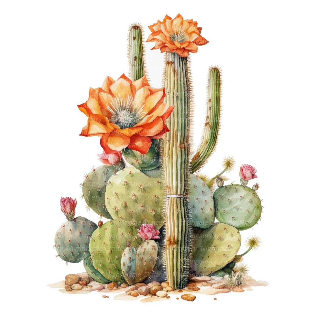 14 Cactus in Desert Clipart, Blooming Cactus, Printable Watercolor ...