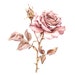 11 Pink Gold Rose Clipart, Pink Rose Stem, Printable Watercolor Clipart ...