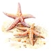 12 Starfish Clipart, Starfish in Beach, Printable Watercolor Clipart ...