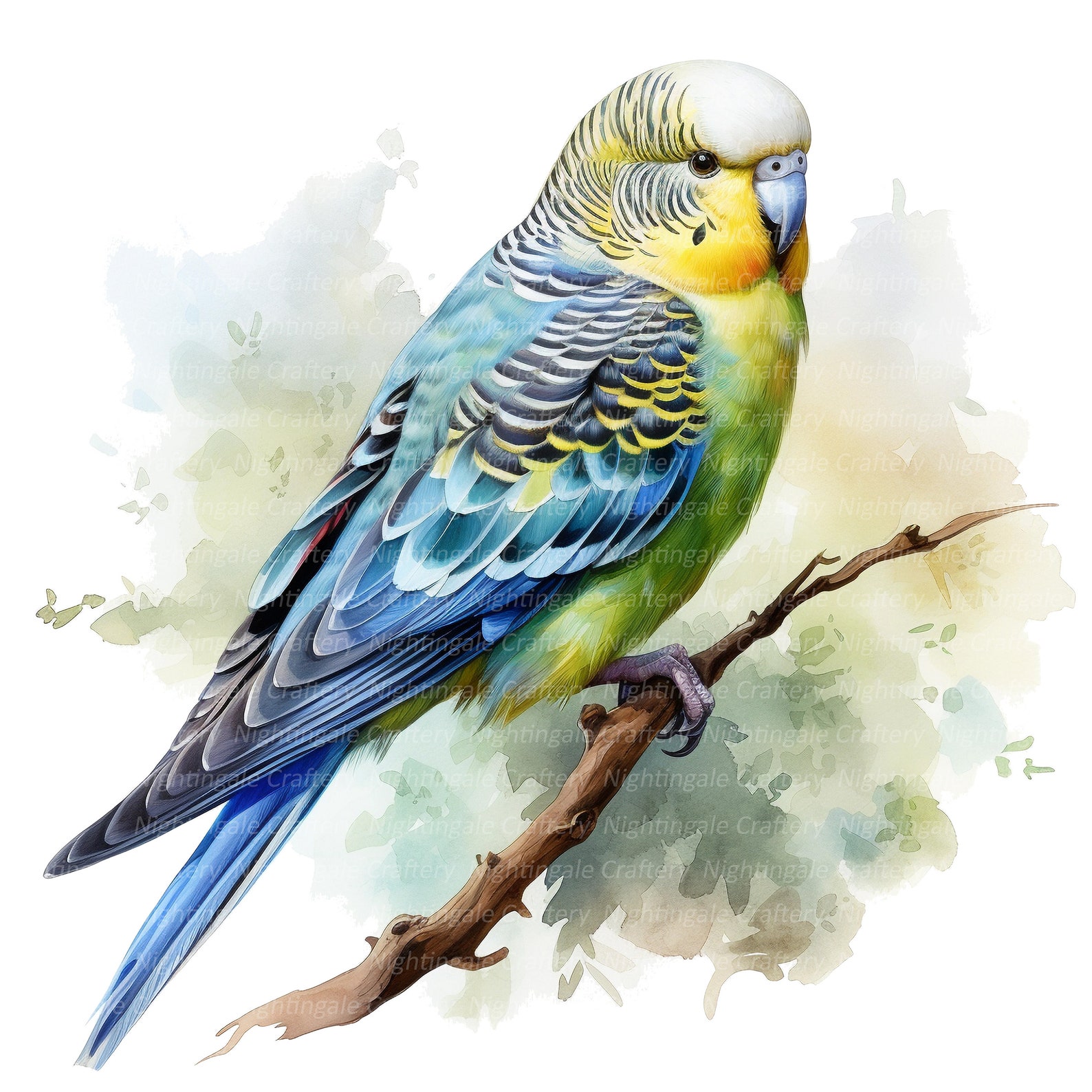 12 Budgie Clipart, Watercolor Budgerigar, Printable Watercolor Clipart ...