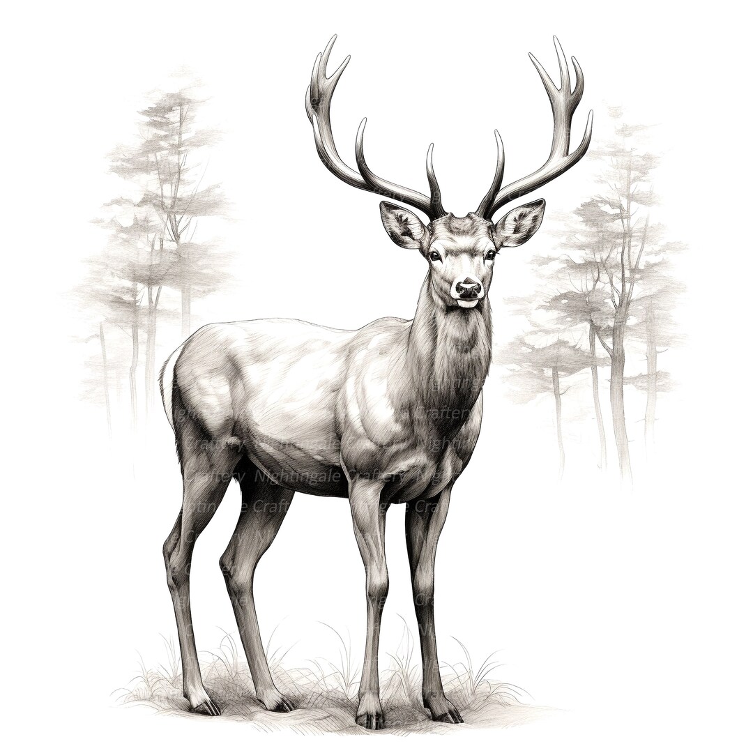 10 Red Deer in Line Art Clipart BW Stag Printable - Etsy