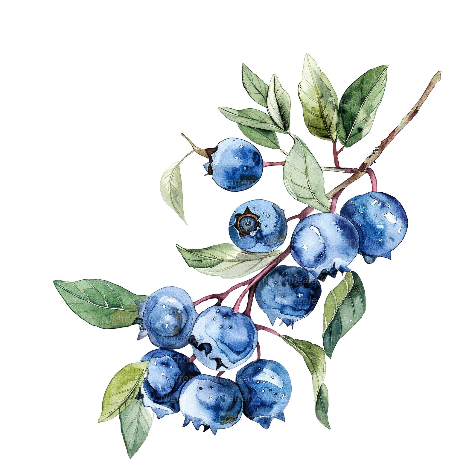 10 Blueberry Clipart, Blueberry Stem Print, Printable Watercolor ...