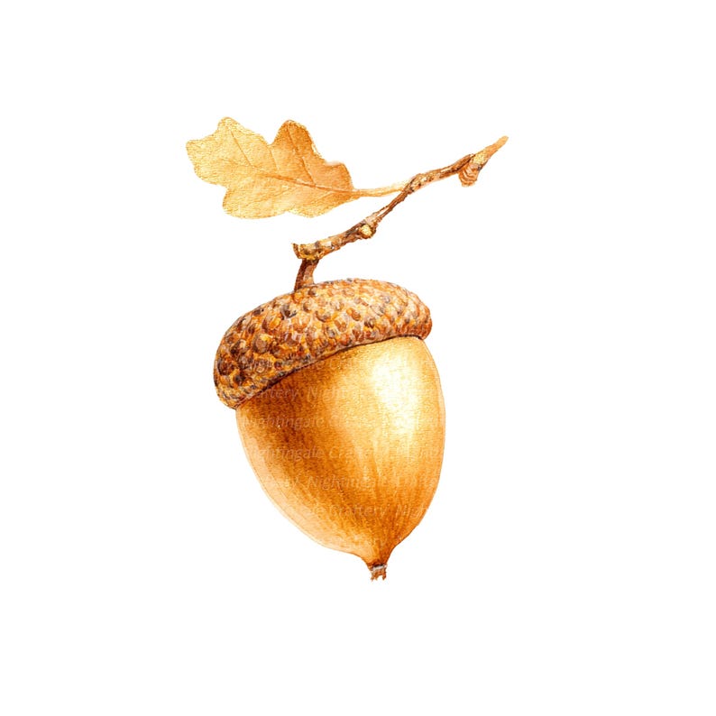 13 Golden Acorn Clipart, Autumn Clipart, Printable Watercolor Clipart ...