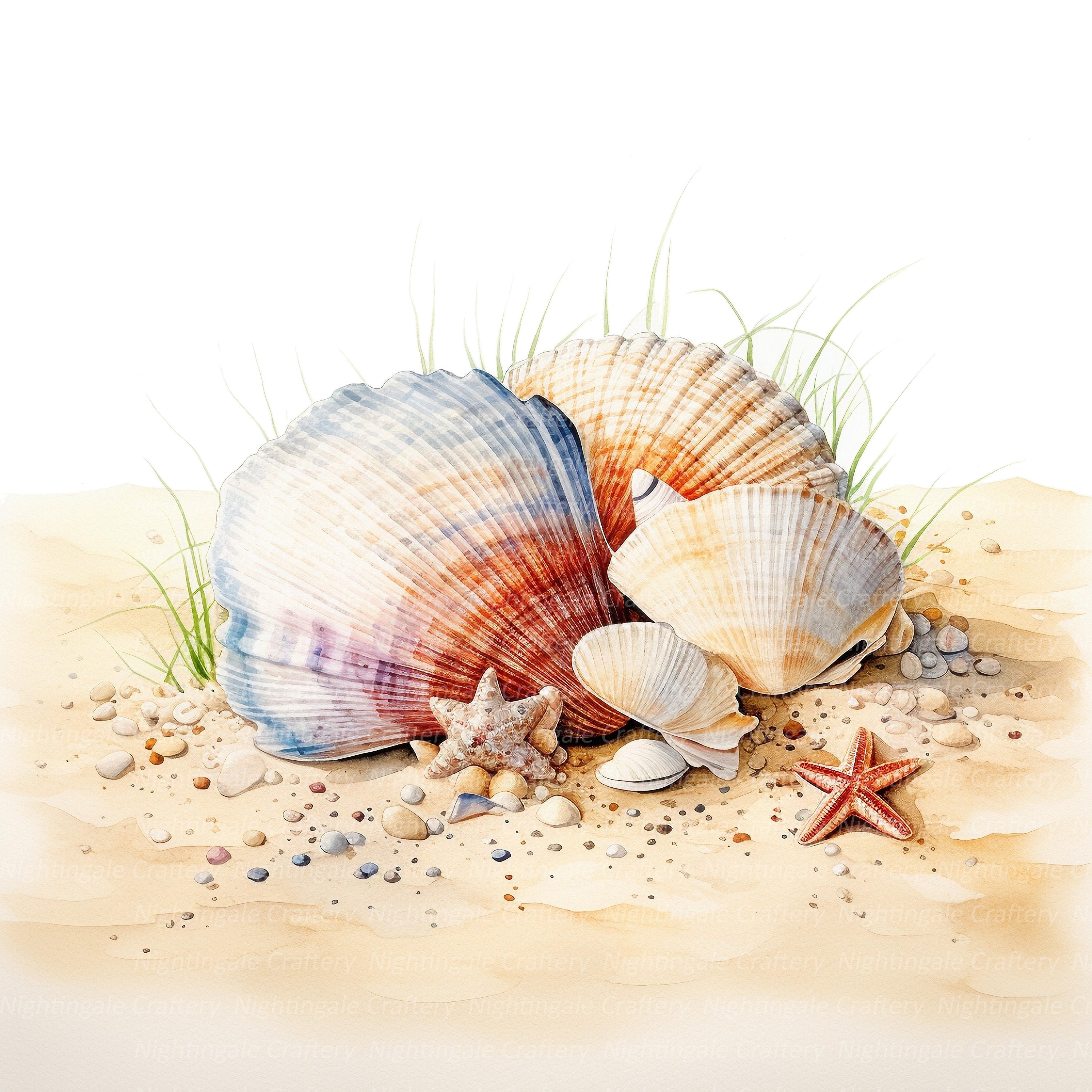 12 Sea Shells Clipart, Seashell Clipart, Printable Watercolor Clipart ...