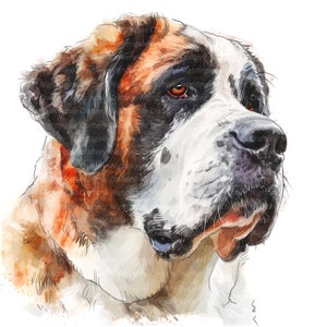 12 Saint Bernard Dog Clipart, Printable Watercolor Clipart, High ...