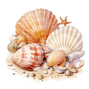 12 Sea Shells Clipart, Seashell Clipart, Printable Watercolor Clipart ...