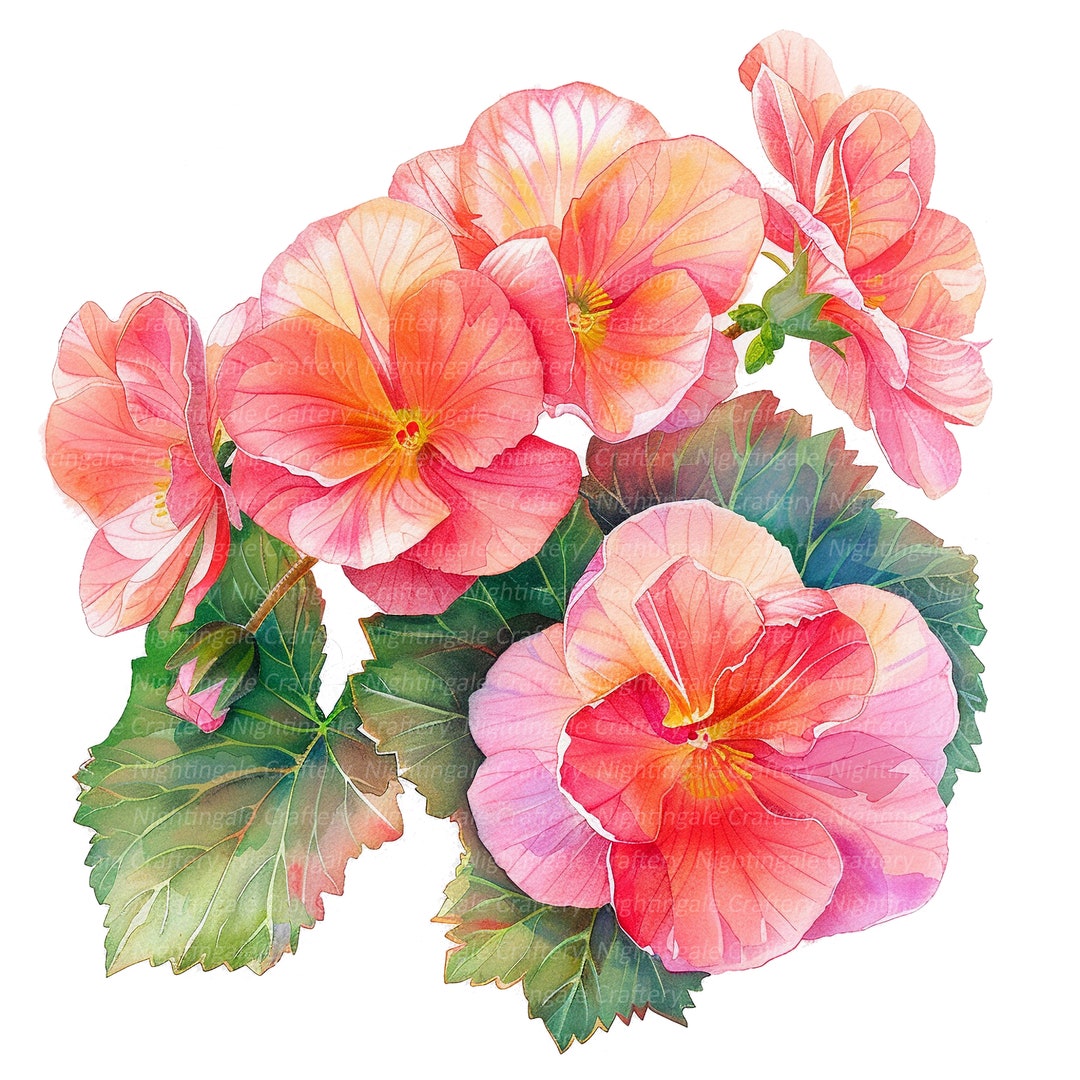 12 Begonia Flowers Clipart, Begonia Bouquet, Printable Watercolor ...