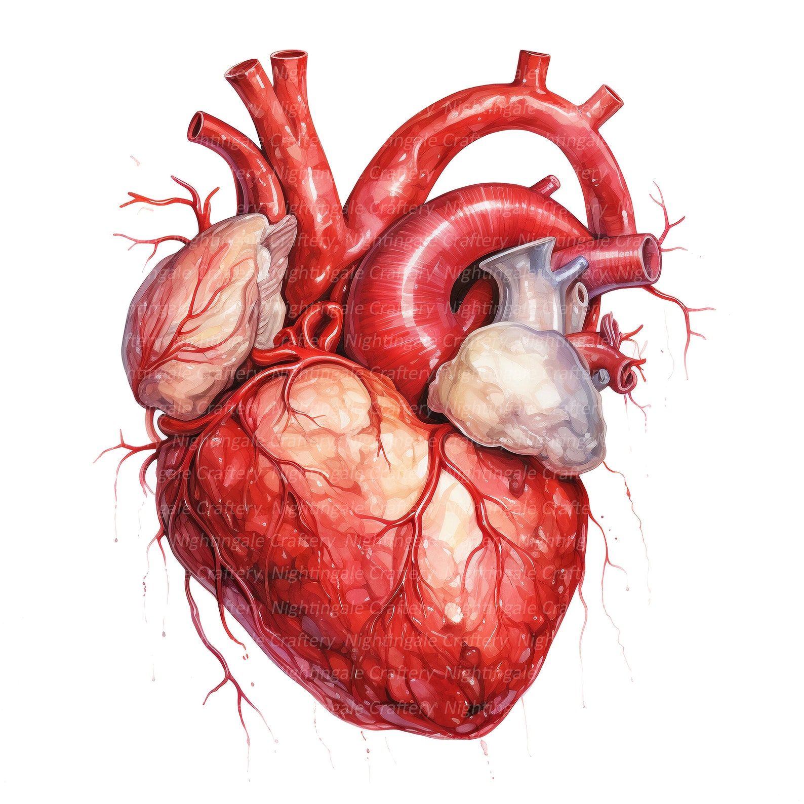 8 Human Heart Clipart, Anatomy, Halloween, Printable Watercolor Clipart ...