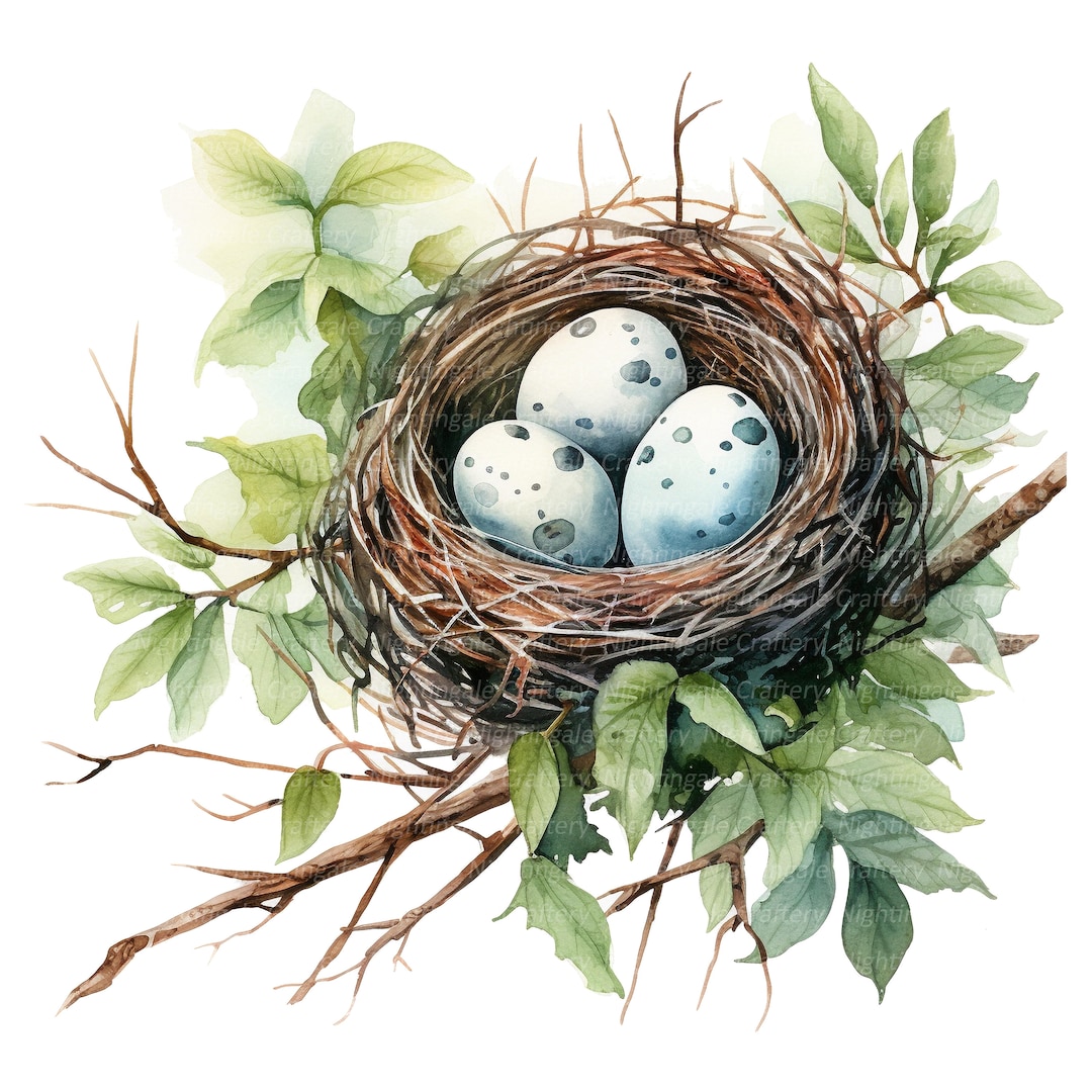 11 Bird Nest Clipart, Decorative Nest, Eggs, Printable Watercolor ...