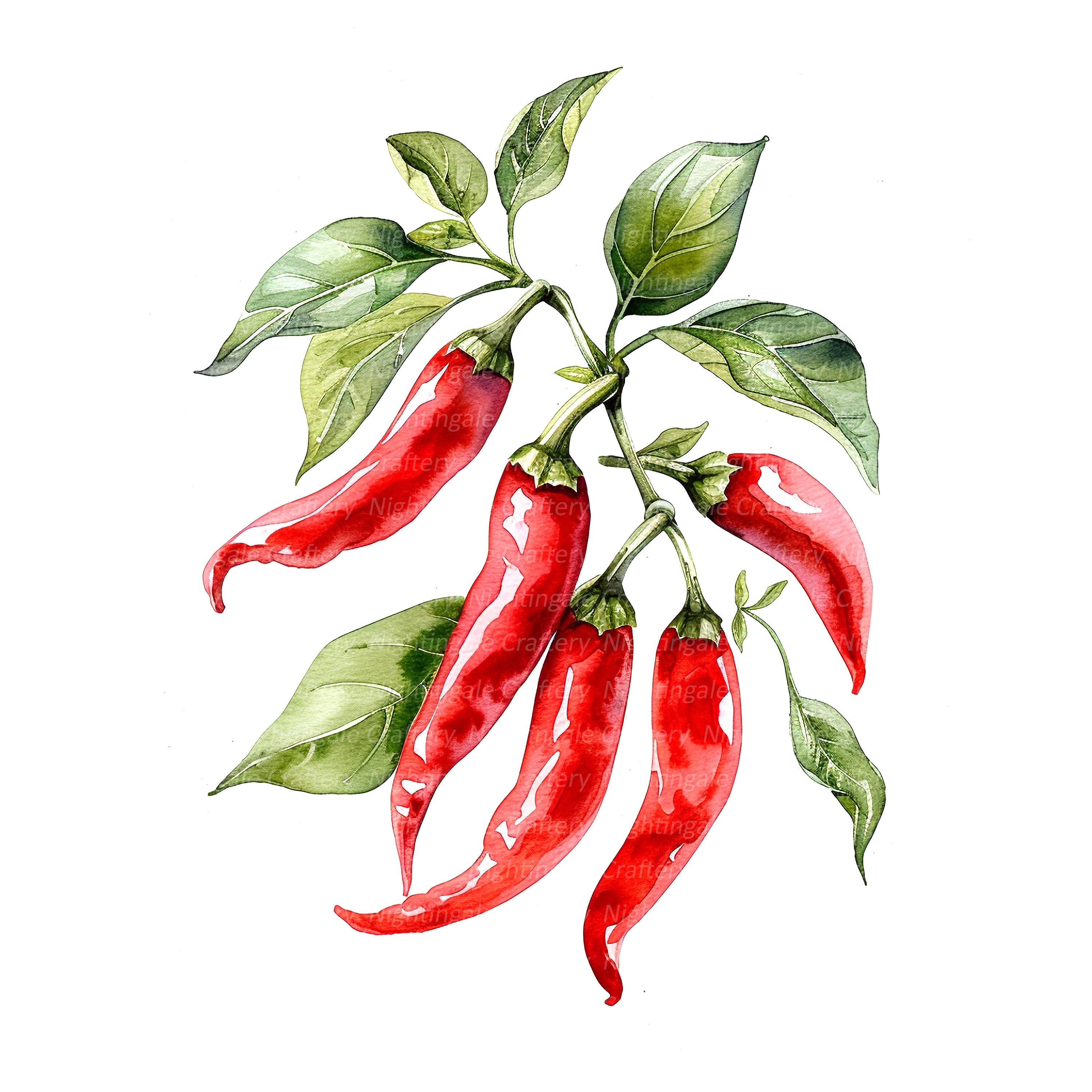10 Chili Clipart, Kitchen Clipart, Chili Pepper, Printable Watercolor ...