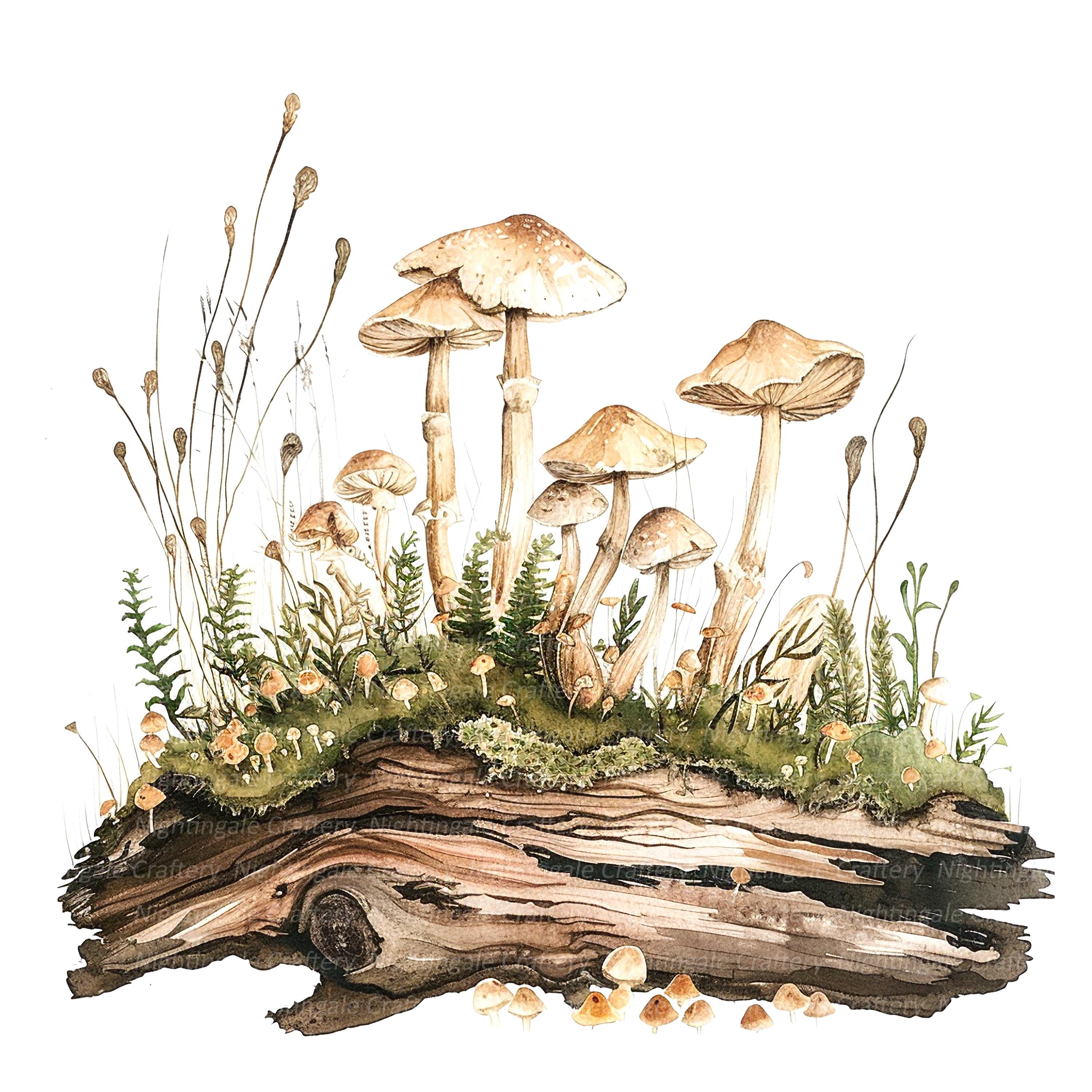 13 Forest Mushrooms Clipart, Botanical Clipart, Printable Watercolor ...