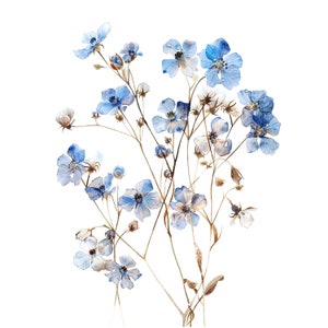 10 Dried Forget Me Not Clipart, Forget-me-not, Printable Watercolor ...