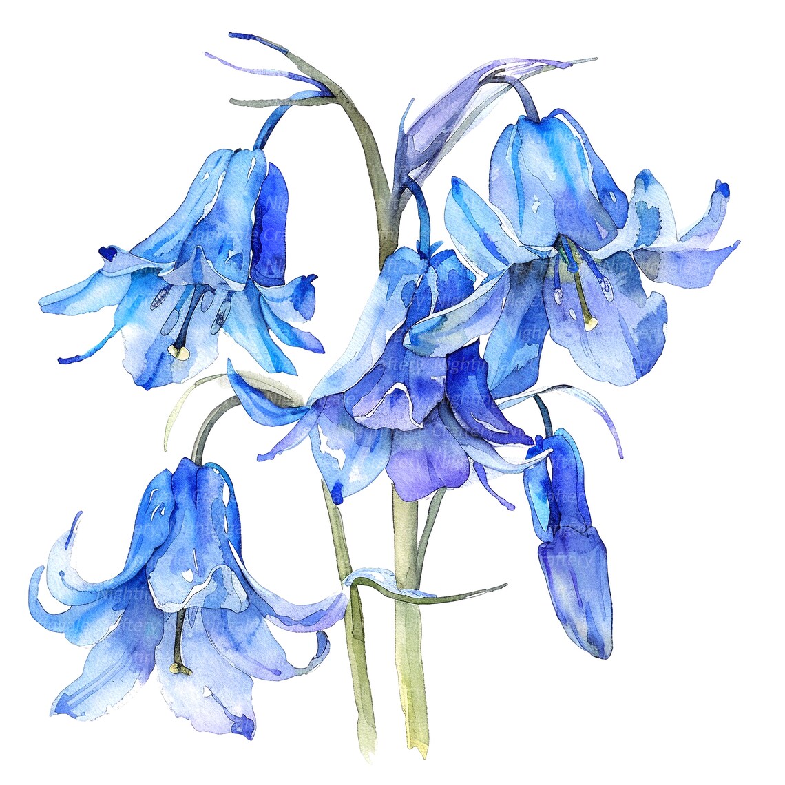 12 Bluebells Clipart, Watercolor Bluebells, Printable Watercolor ...
