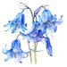 12 Bluebells Clipart, Watercolor Bluebells, Printable Watercolor ...