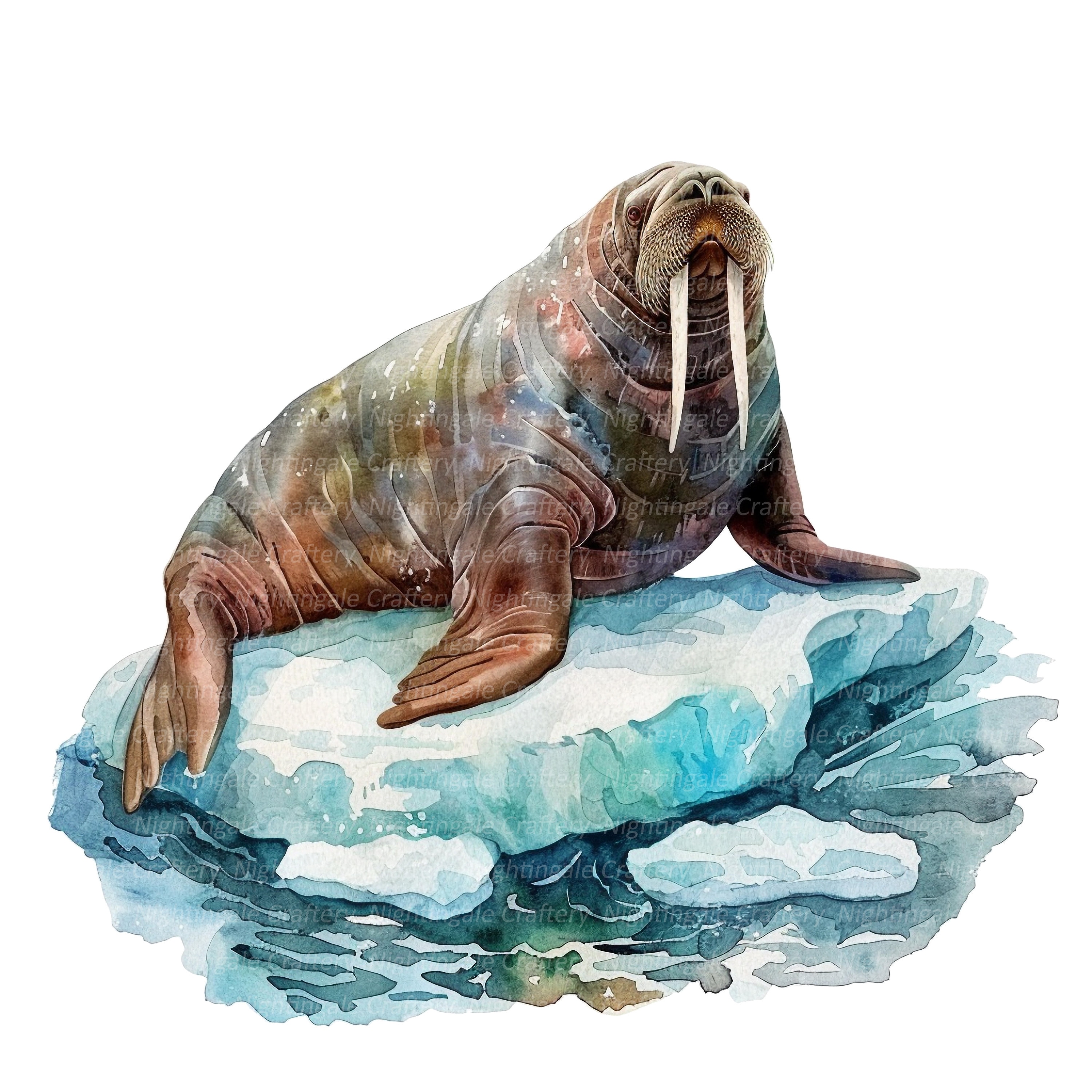 10 Walrus Clipart, Walrus Iceberg, Printable Watercolor Clipart, High ...
