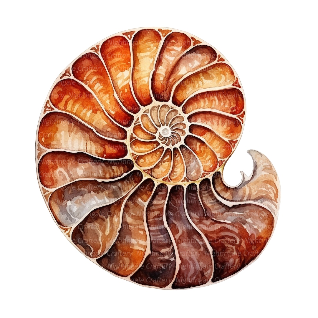 8 Ammonite Fossil Clipart, Fossils Clipart, Printable Watercolor ...