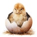 12 Chick Hatching Clipart, Egg Hatching, Printable Watercolor Clipart ...