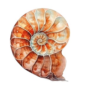 8 Ammonite Fossil Clipart, Fossils Clipart, Printable Watercolor ...