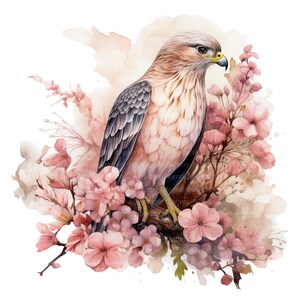 10 Floral Hawk Clipart, Adorable, Digital Clipart, Watercolor Clipart ...