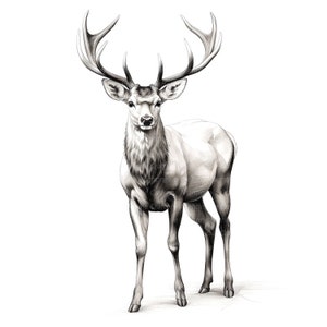 10 Red Deer in Line Art Clipart, BW, Stag, Printable Watercolor Clipart ...