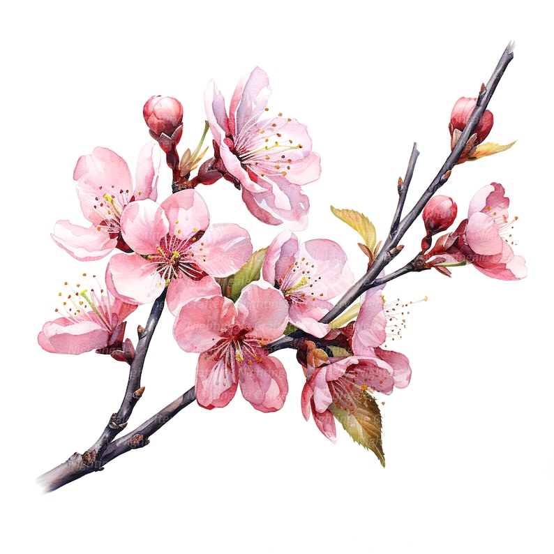 10 Japanese Sakura Branches Clipart, Blooming Sakura, Printable ...