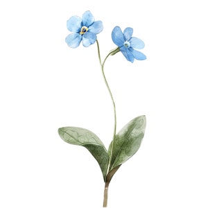 8 Forget Me Not Clipart, Forget-me-not Stem, Printable Watercolor ...