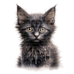 16 Wet Kitten Clipart, Wetted Kitten, Printable Watercolor Clipart ...