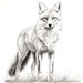 Fox Black White Clipart, Line Art Clipart, Printable Watercolor Clipart ...