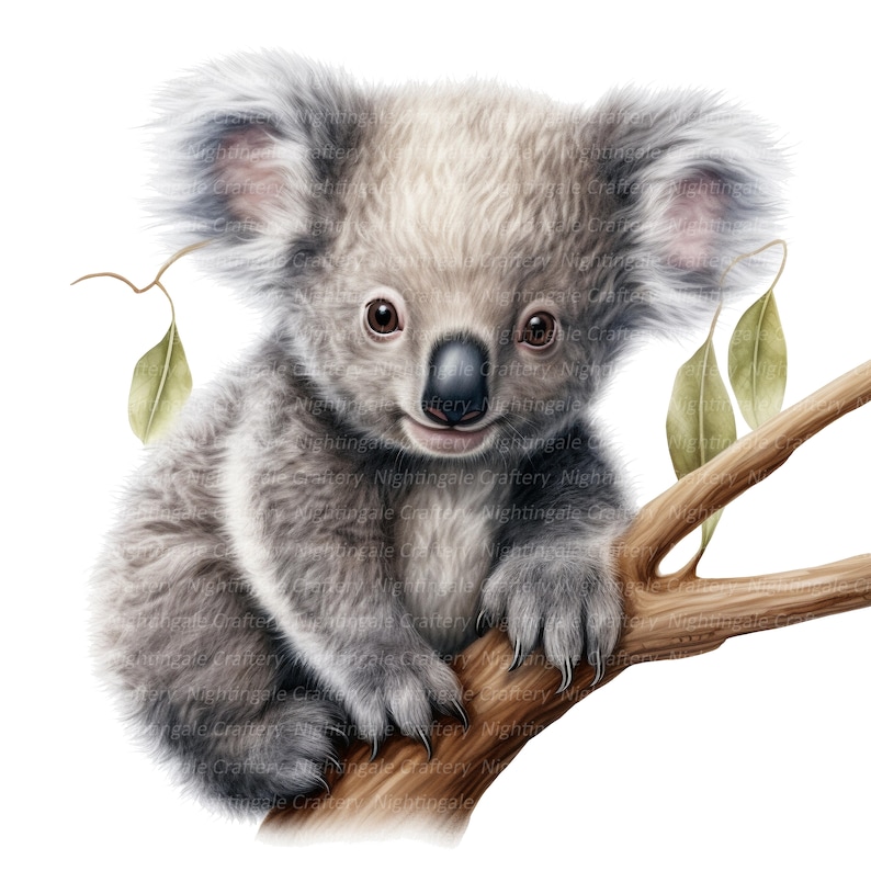 10 Koala Baby Clipart Koala Bear Clipart Printable - Etsy