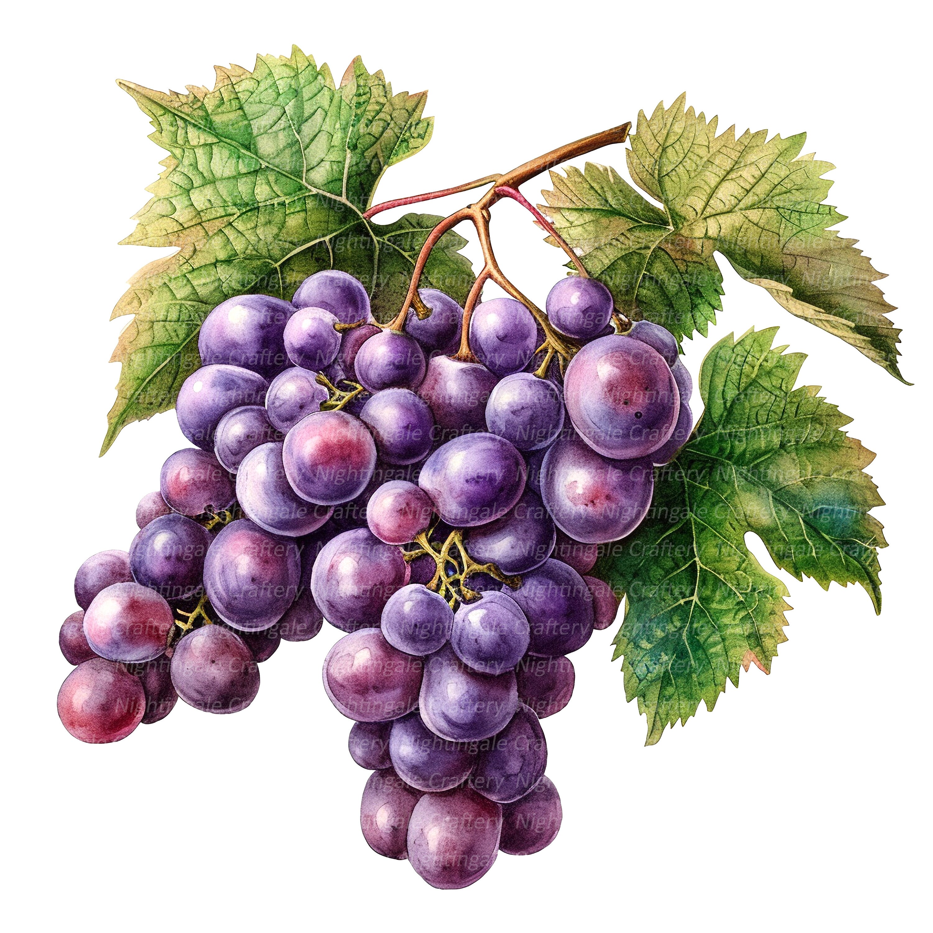 10 Bunch of Grapes Clipart, Bundle of Grapes, Printable Watercolor ...