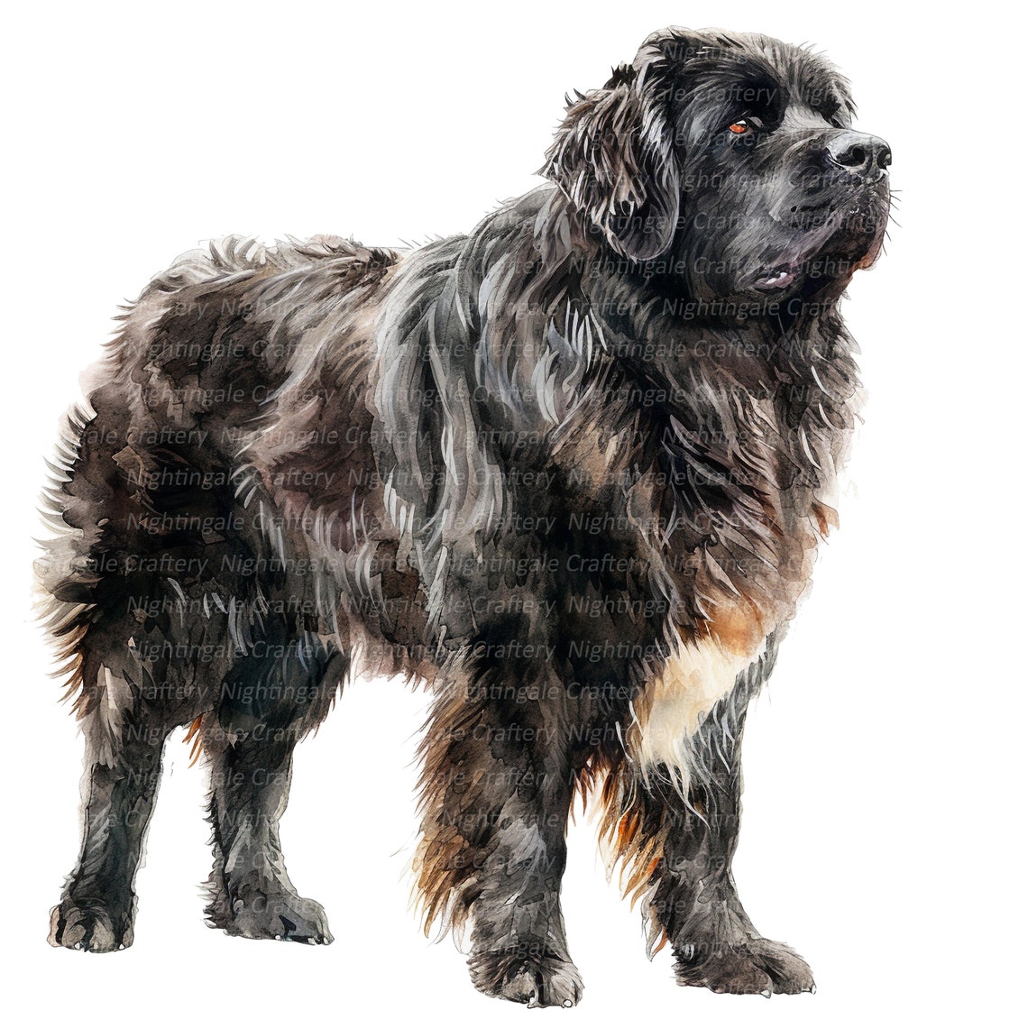11 Newfoundland Dog Clipart, Printable Watercolor Clipart, High Quality ...
