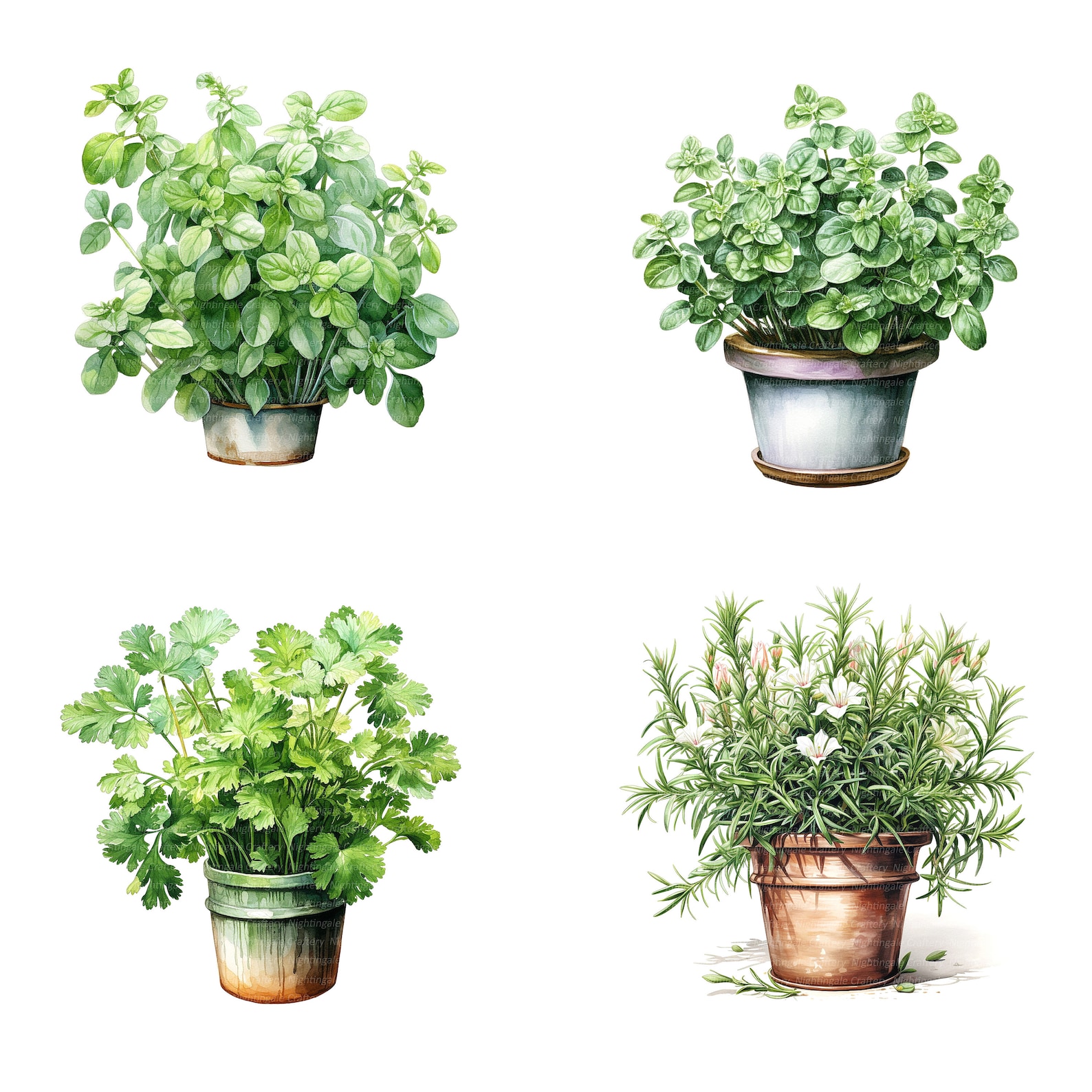 15 Various Herbs in Pots Clipart, Herbs Clipart, Printable Watercolor ...