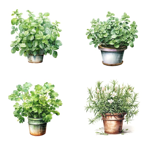 Watercolor Herbs - Etsy