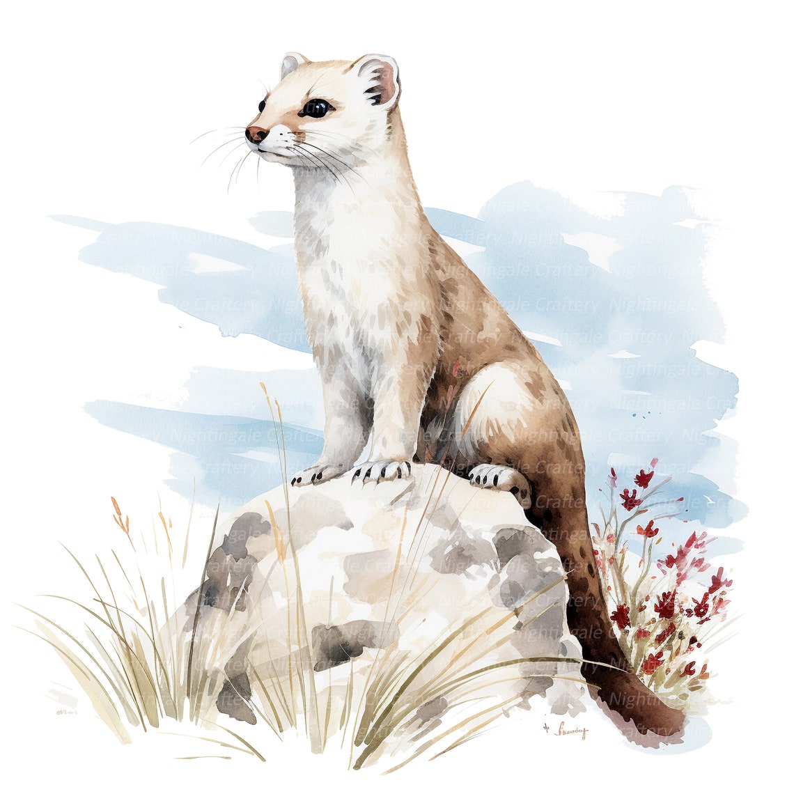11 Ermine Clipart, White Ermine, Printable Watercolor Clipart, High ...