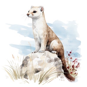 11 Ermine Clipart, White Ermine, Printable Watercolor Clipart, High ...