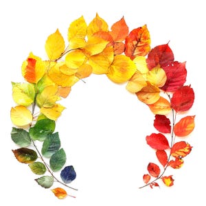 11 Autumn Leaves Clipart, Rainbow Clipart, Printable Watercolor Clipart ...