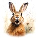 10 Surprised Hare Clipart, Amazed Rabbit, Printable Watercolor Clipart ...