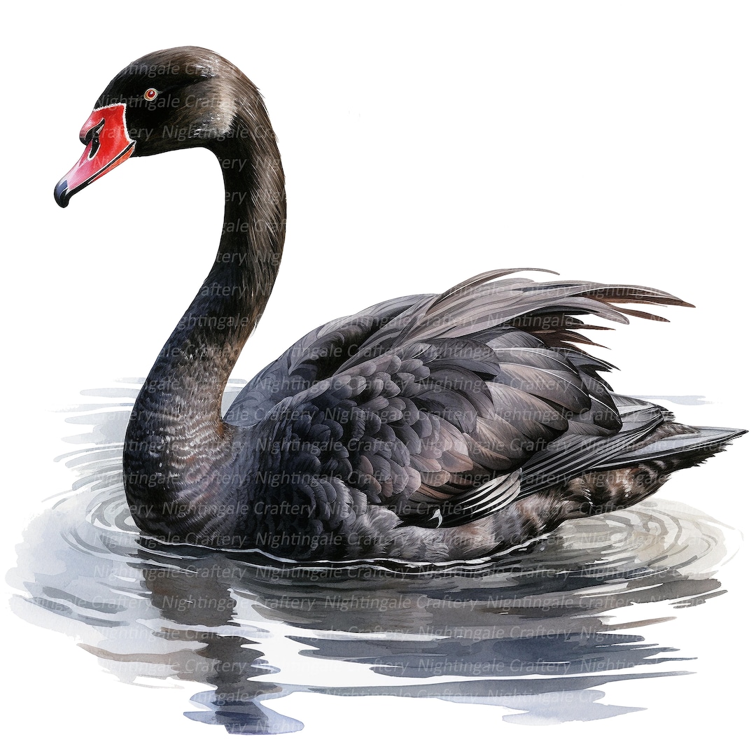 8 Black Swan Clipart, Printable Watercolor Clipart, High Quality Jpgs ...