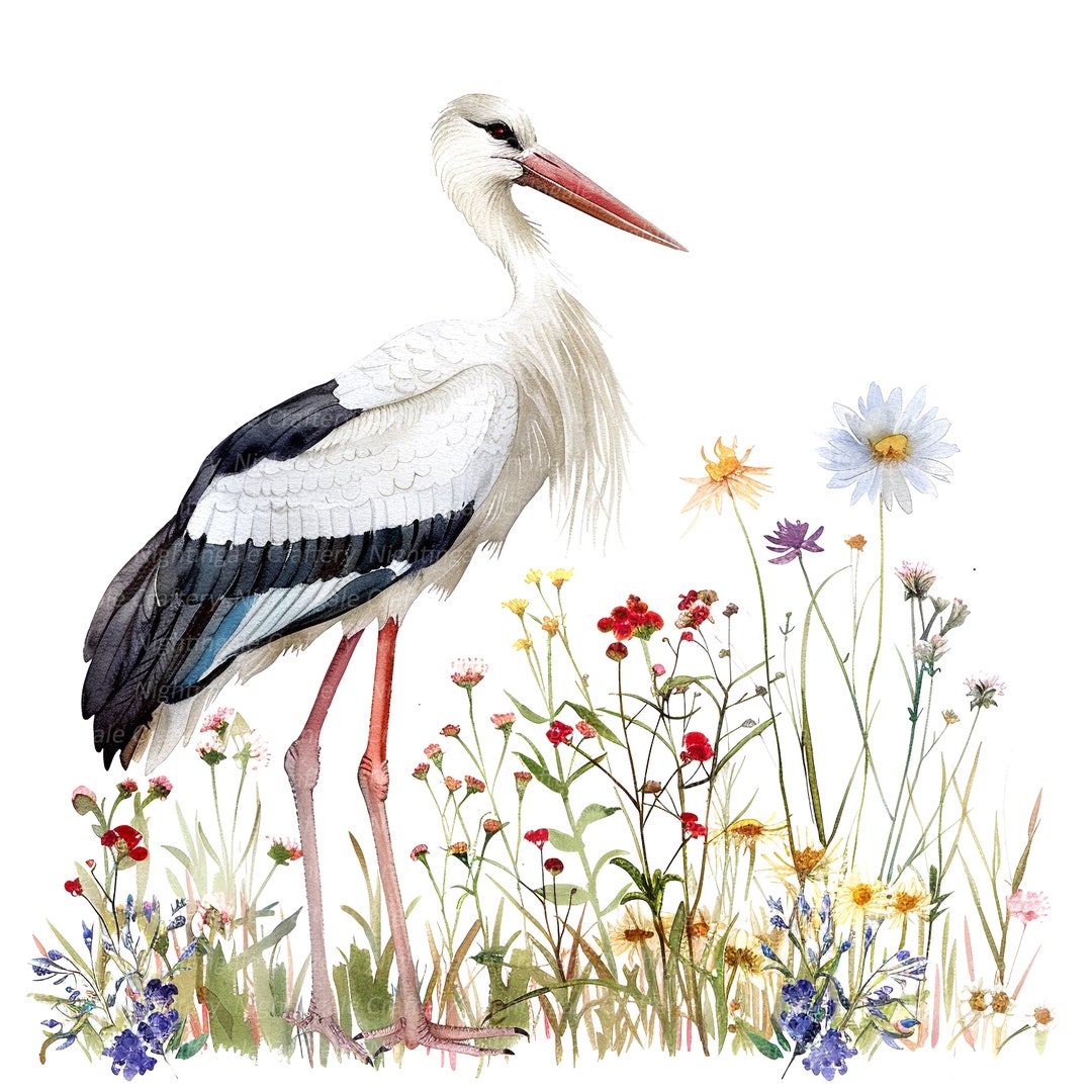 16 Stork Clipart, Stork Images, Printable Watercolor Clipart, High ...