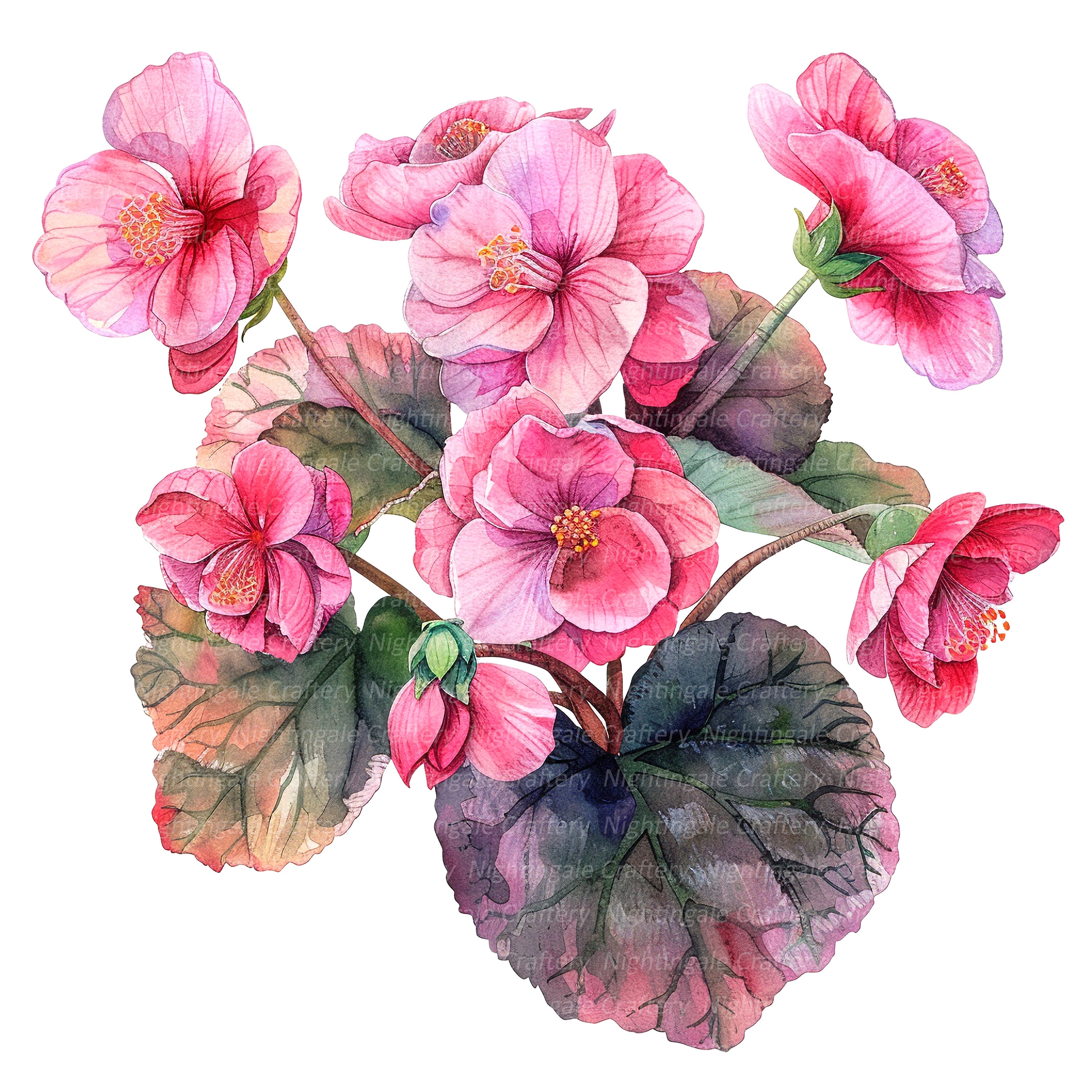 12 Begonia Flowers Clipart, Begonia Bouquet, Printable Watercolor ...