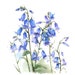 12 Bluebells Clipart, Watercolor Bluebells, Printable Watercolor ...