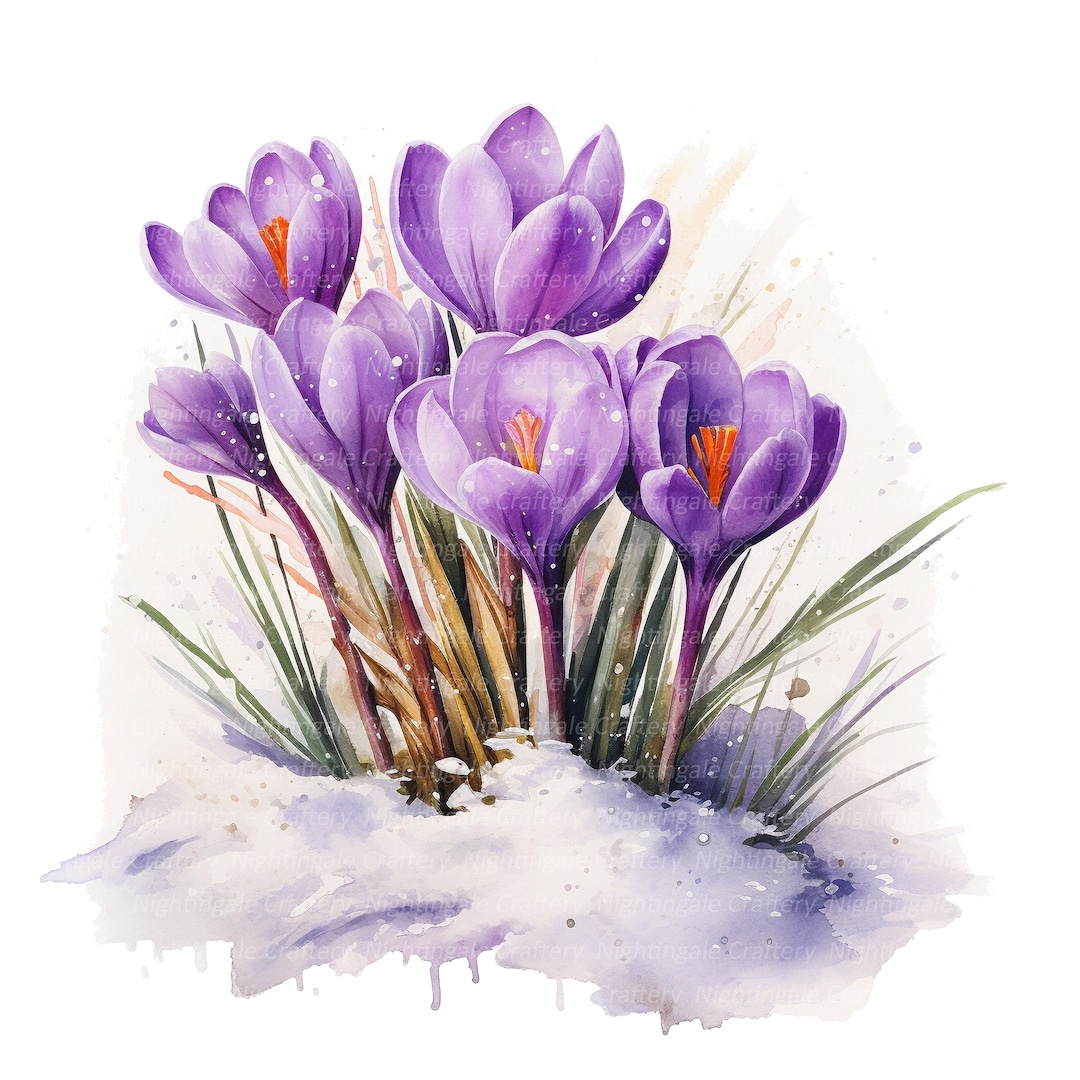 12 Crocus Clipart, Spring Flowers Clipart, Printable Watercolor Clipart ...