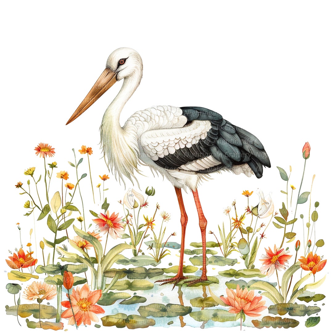 16 Stork Clipart, Stork Images, Printable Watercolor Clipart, High ...