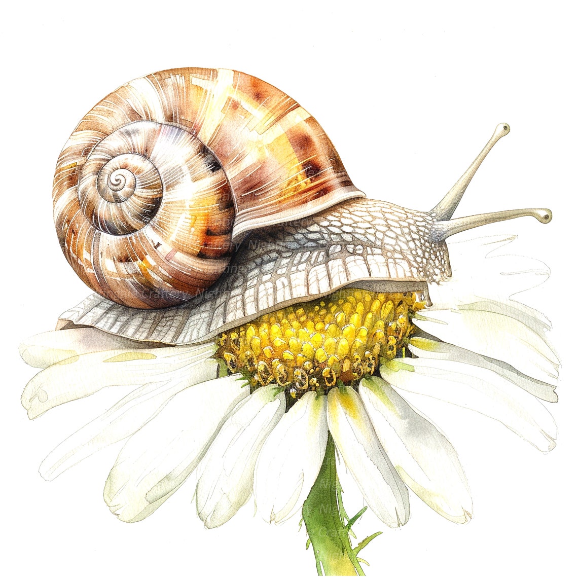 12 Snail Flower Clipart, Snail Illustration, Printable Watercolor ...