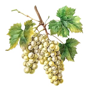 10 Bunch of Grapes Clipart, Bundle of Grapes, Printable Watercolor ...