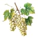10 Bunch of Grapes Clipart, Bundle of Grapes, Printable Watercolor ...
