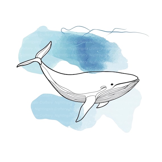 Walvis Tekening