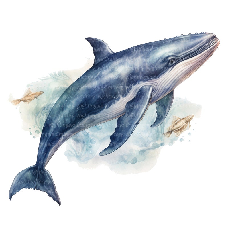 Blue Whale Clipart - Etsy