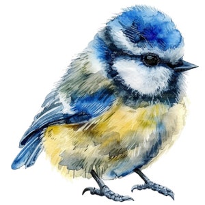 10 Blue Tit Bird Clipart Set 2, Eurasian Blue Tit, Printable Watercolor ...